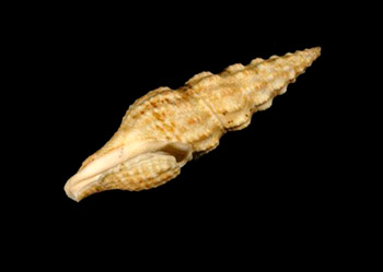 弓舌总科 Toxoglossa 蓝色动物学（中国动物学科普）